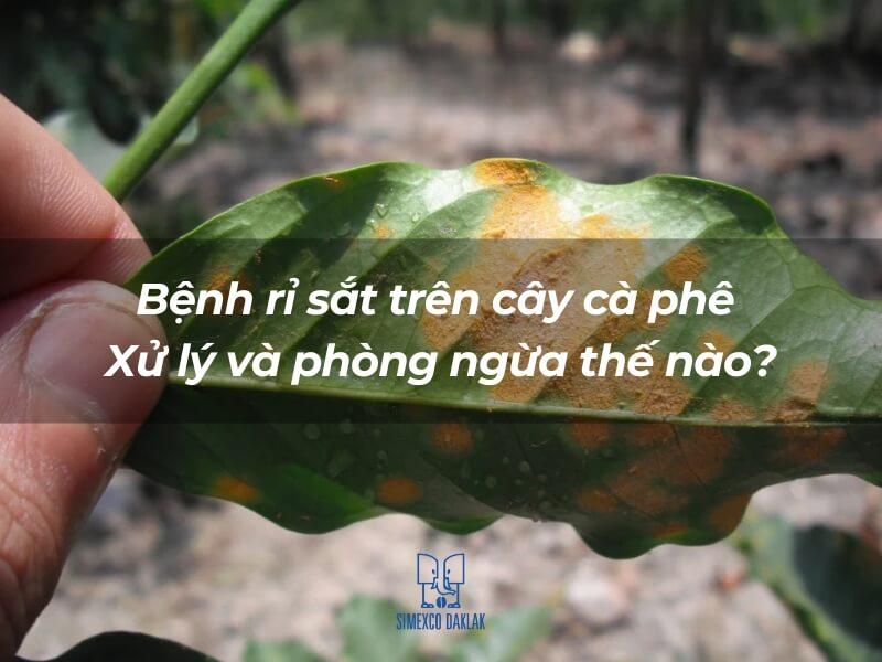 Cách Phòng Ngừa Và Xử Lý Bệnh Rỉ Sắt Trên Cây Cà Phê Hiệu Quả - Chuyên ...